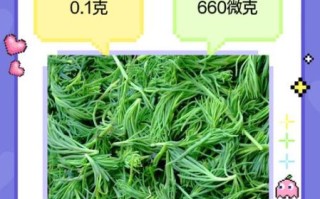 海白菜的功效与作用禁忌_哪些人不能吃