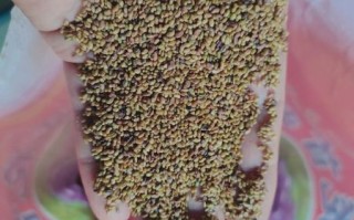 苜蓿草种子怎么种_苜蓿草种子图片长什么样