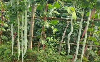 蛇豆角多少钱一斤_蛇豆角价格行情