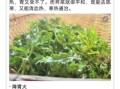 荠荠菜的功效与禁忌_荠荠菜什么人不能吃