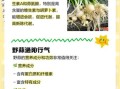 野小蒜的功效与危害_哪些人不能吃