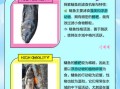 鲢鱼和鲢鳙是一种鱼吗_区别与联系全解析