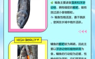 鲢鱼和鲢鳙是一种鱼吗_区别与联系全解析