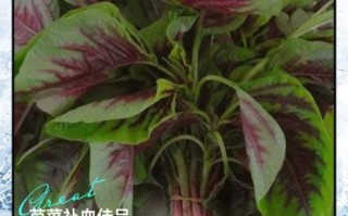 女人吃苋菜有什么好处_女人吃苋菜能补血吗