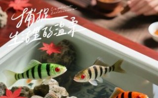 小型淡水鱼有哪些_新手适合养什么小型淡水鱼
