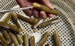 蛏子死了还能吃吗_如何判断蛏子是否变质