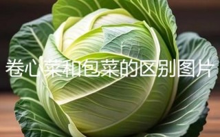 卷心菜是不是包菜_卷心菜和包菜的区别