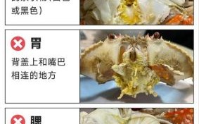 螃蟹都吃哪里的肉_螃蟹哪些部位不能吃