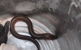 野生黄鳝小孩吃了会性早熟吗_黄鳝含激素真相