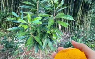 鸡蛋果树几年结果_鸡蛋果树怎么种植