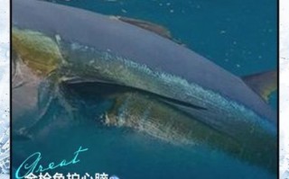 金枪鱼能生吃吗_生吃金枪鱼注意事项