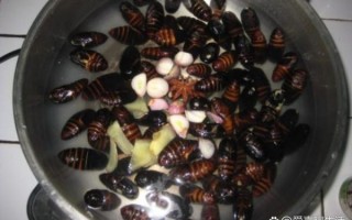 水煮蚕蛹怎么做好吃_水煮蚕蛹需要煮多久