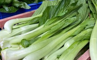 迟菜心是什么菜_迟菜心和菜心区别