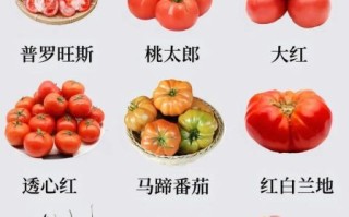 口感最好的西红柿品种有哪些_如何挑选最甜西红柿