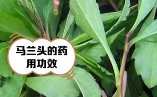 马兰头怎么种植_马兰头田间管理技巧