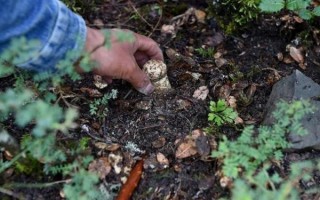 松露长在什么地方_如何辨别松露生长环境