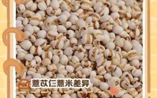 薏米减肥半个月30斤_真的靠谱吗