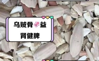 乌贼骨有什么功效_乌贼骨怎么服用
