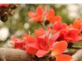 木棉花的花语是什么_木棉花象征意义有哪些