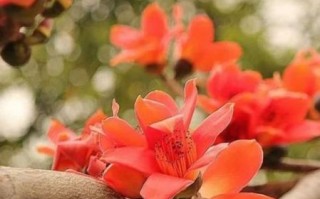 木棉花的花语是什么_木棉花象征意义有哪些