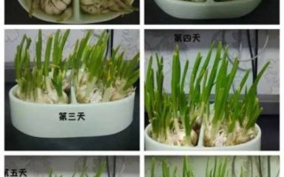 蒜苗七天生长过程_蒜苗多久能长出来