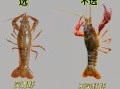 龙虾高清图片大全_如何挑选鲜活龙虾