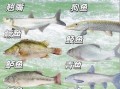 看图识鱼_常见淡水鱼种类大全