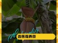 香蕉花怎么吃_香蕉花做法大全