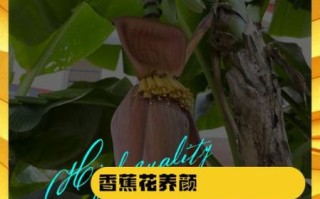 香蕉花怎么吃_香蕉花做法大全
