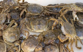 螃蟹养殖技术_螃蟹怎么养