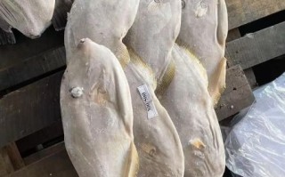 马面鱼多少钱一斤_马面鱼价格为什么便宜