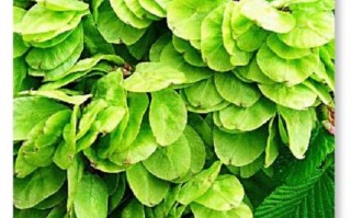 榆钱树叶子长什么样_榆钱树叶图片大全