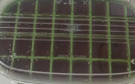 冰镇杨梅汁怎么做_冰镇杨梅汁做法窍门