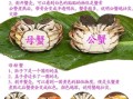 大闸蟹图片大全_如何挑选鲜活蟹