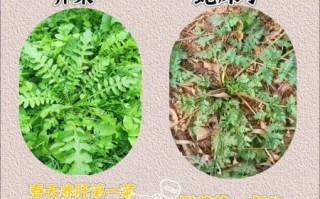 常见野菜有哪些_如何安全采摘与食用