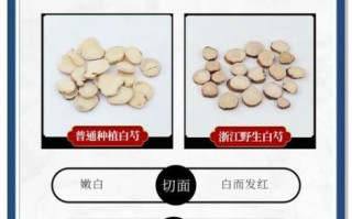 白芍药材图片_如何鉴别真假白芍