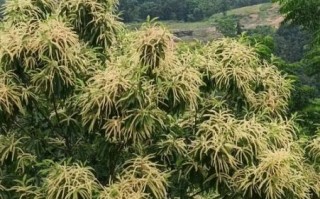 板栗树长什么样_板栗树图片和特征