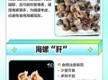 海螺哪些部位不能吃_海螺内脏图解