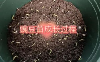 豌豆苗在土里怎么种_多久能发芽
