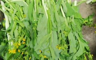 绿色花菜怎么做好吃又简单_绿色花菜家常做法