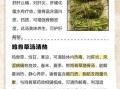 鸡骨草煲猪横利的功效与作用_孕妇能吃吗