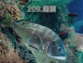黑鲷鱼多少钱一斤2021_2021年黑鲷鱼价格走势
