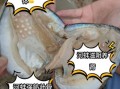 河蚌怎么清洗才干净_河蚌内脏清理步骤