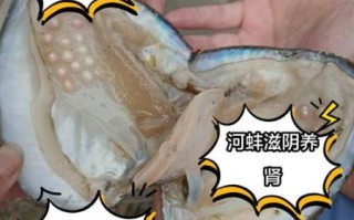 河蚌怎么清洗才干净_河蚌内脏清理步骤