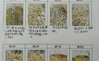 绿豆观察日记7天怎么写_绿豆发芽全过程记录