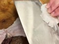 松鼠桂鱼怎么切_松鼠桂鱼刀工技巧