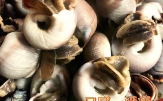 香螺怎么煮_香螺煮多久才熟