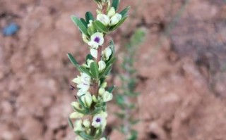 路边常见草药有哪些_如何辨认并安全使用