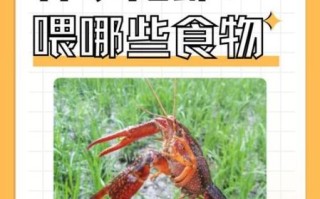 小龙虾吃什么食物好养活_小龙虾怎么喂长得快