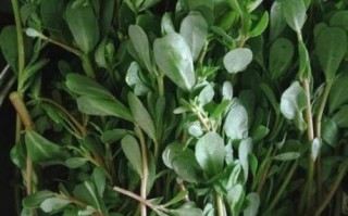 十大致癌野菜有哪些_如何安全食用野菜